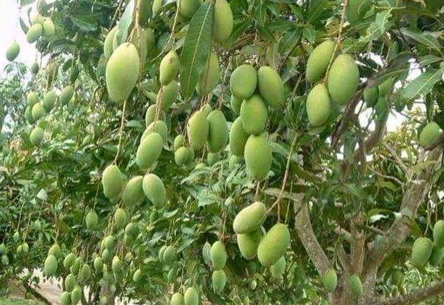 12 Tahap Dan Panduan Budidaya MENANAM MANGGA Berbuah Lebat Berkualitas 12 Tahap Dan Panduan Budidaya MENANAM MANGGA Berbuah Lebat Berkualitas